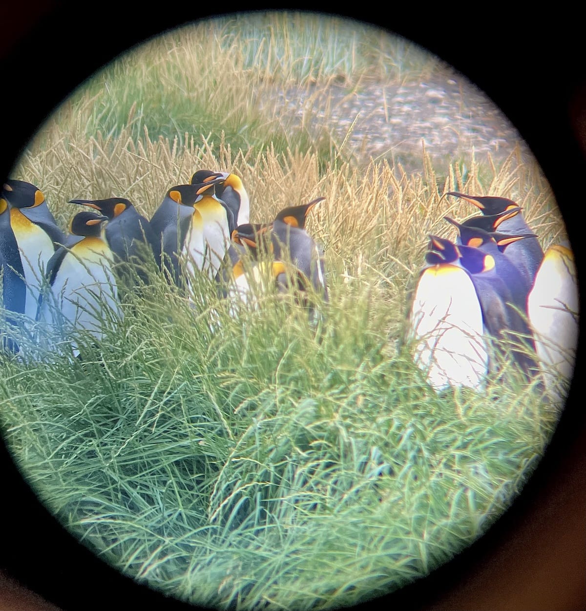 King penguins in Tierra del Fuego